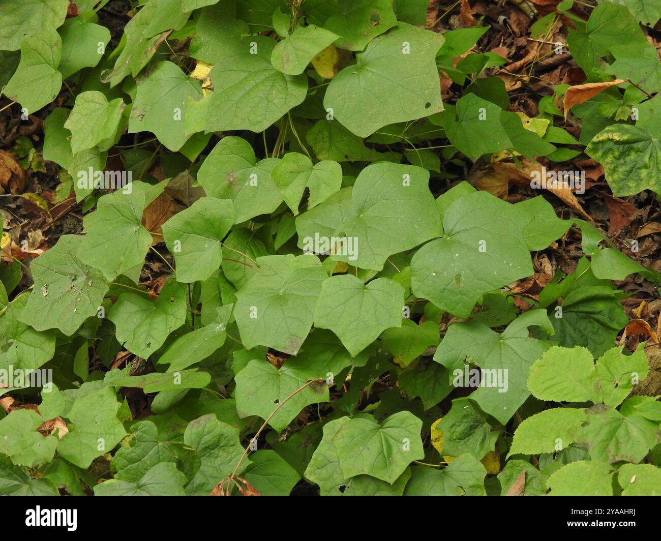 moonseed (Menispermum canadense) Plantae Stock Photo - Alamy