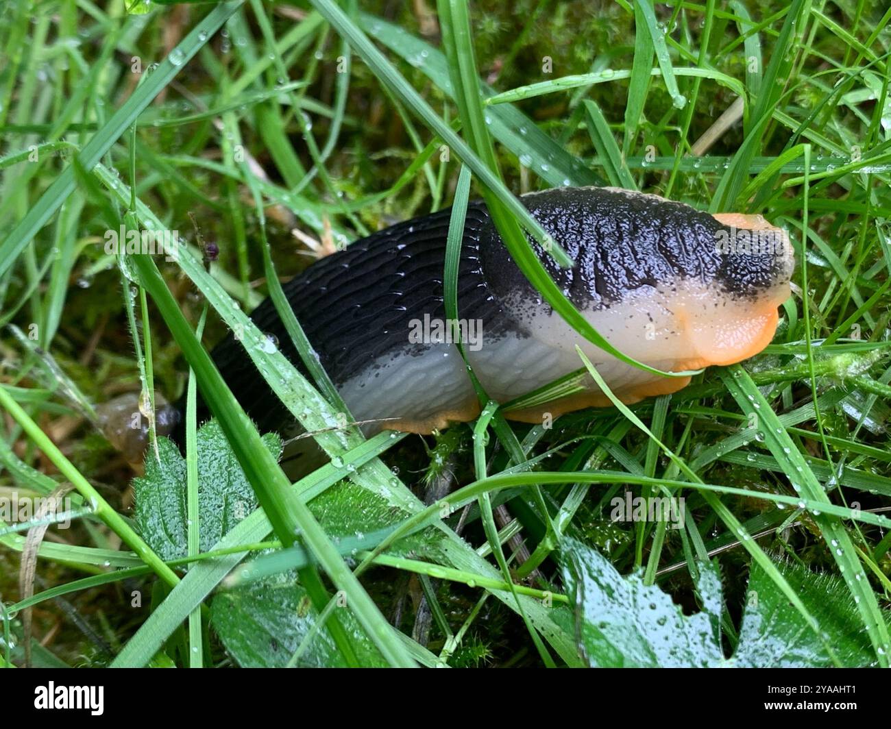 ater-group Arion Slugs (Arion) Mollusca Stock Photo - Alamy