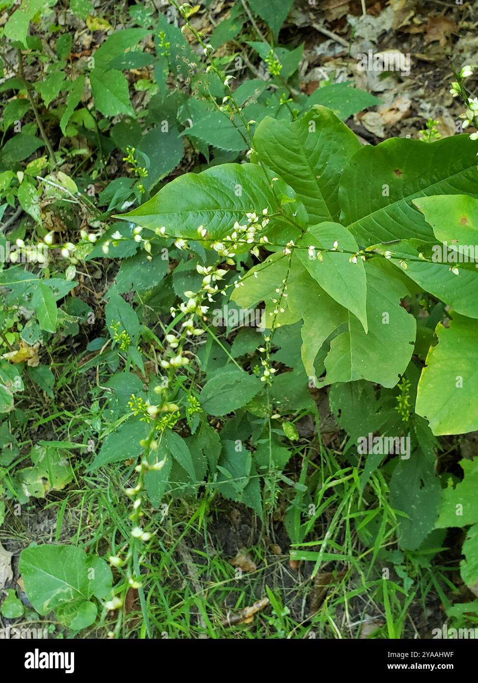 American jumpseed (Persicaria virginiana) Plantae Stock Photo - Alamy