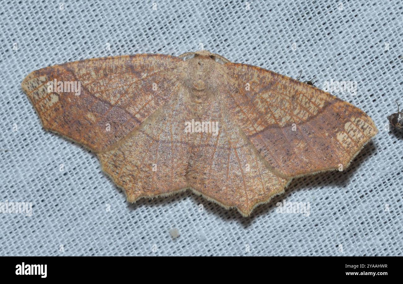Besma moth hi-res stock photography and images - Alamy