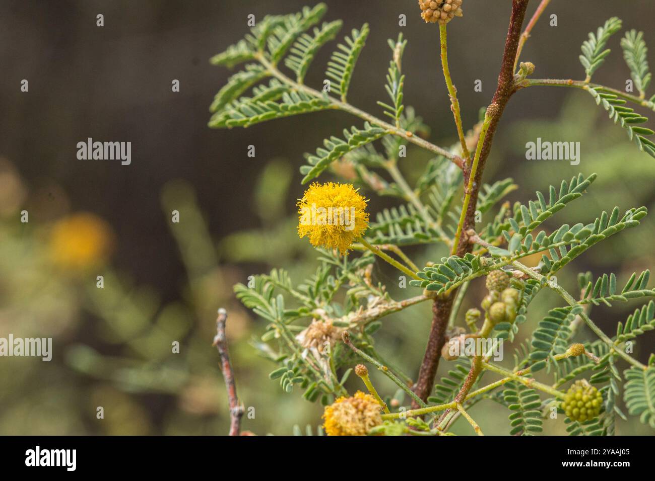Acacia constricta hi-res stock photography and images - Alamy