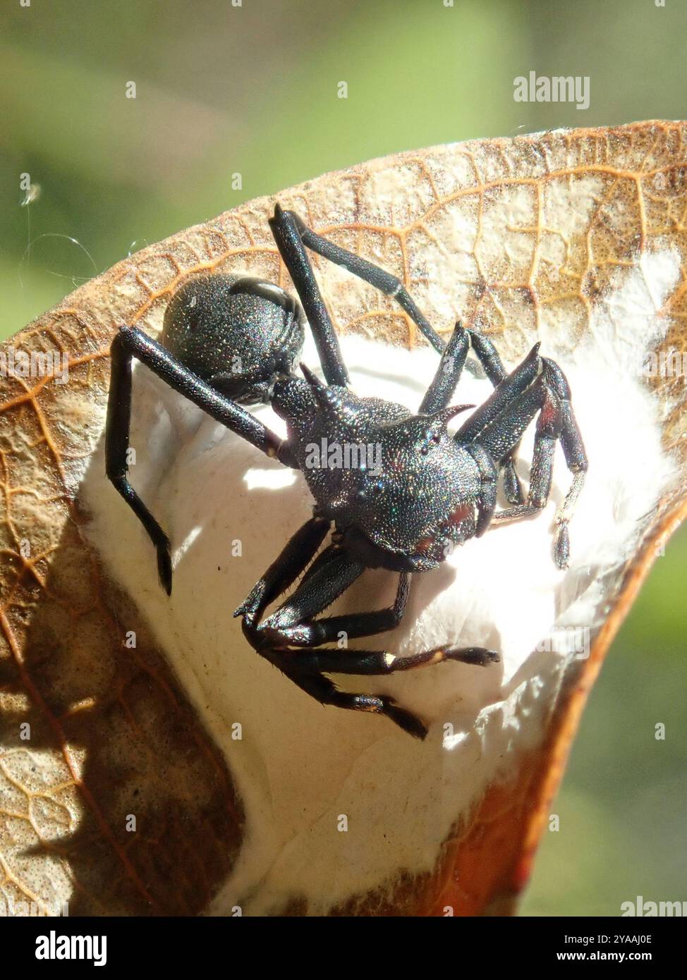 Turtle Ant-mimicking Crab Spider (Aphantochilus rogersi) Arachnida ...