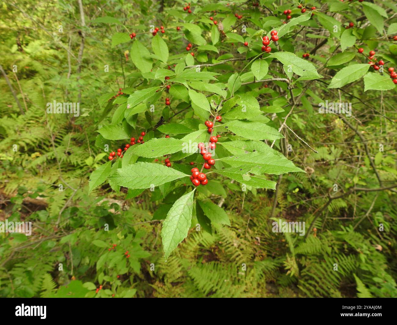 winterberry holly (Ilex verticillata) Plantae Stock Photo - Alamy