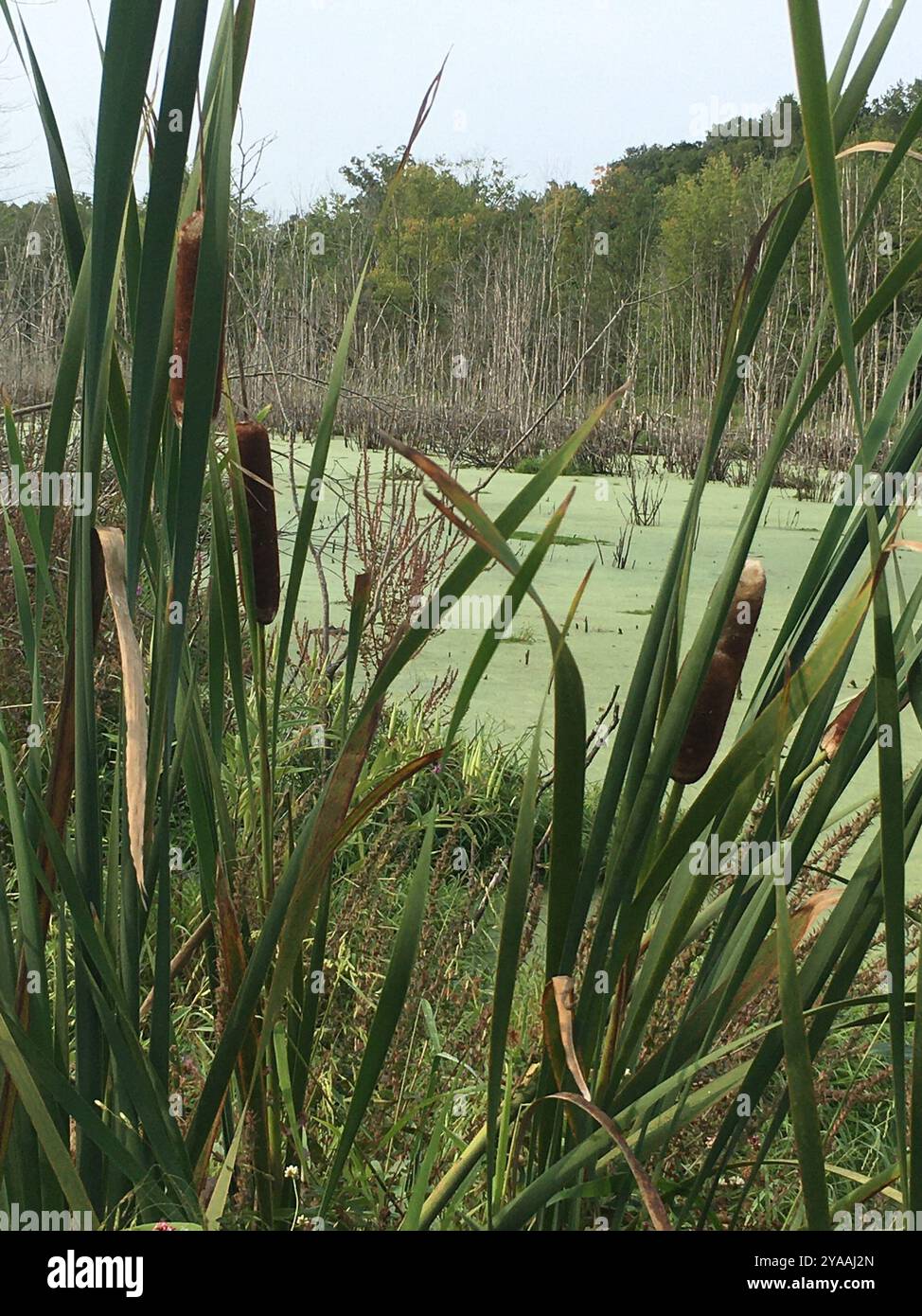 Cattails (Typha) Plantae Stock Photo - Alamy