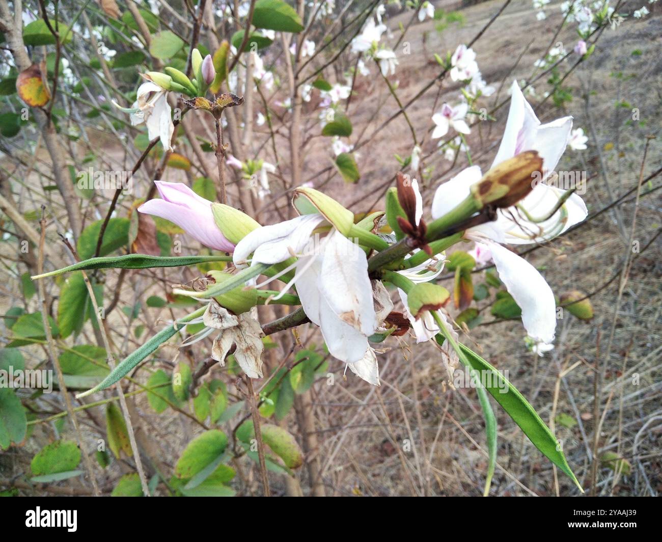 Orchid tree (Bauhinia variegata) Plantae Stock Photo - Alamy