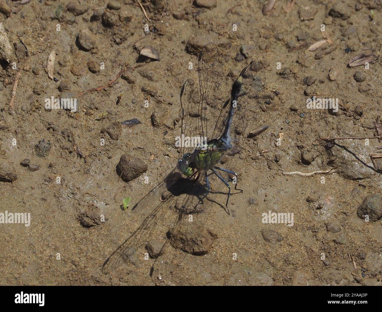 Chalky Percher (Diplacodes trivialis) Insecta Stock Photo - Alamy