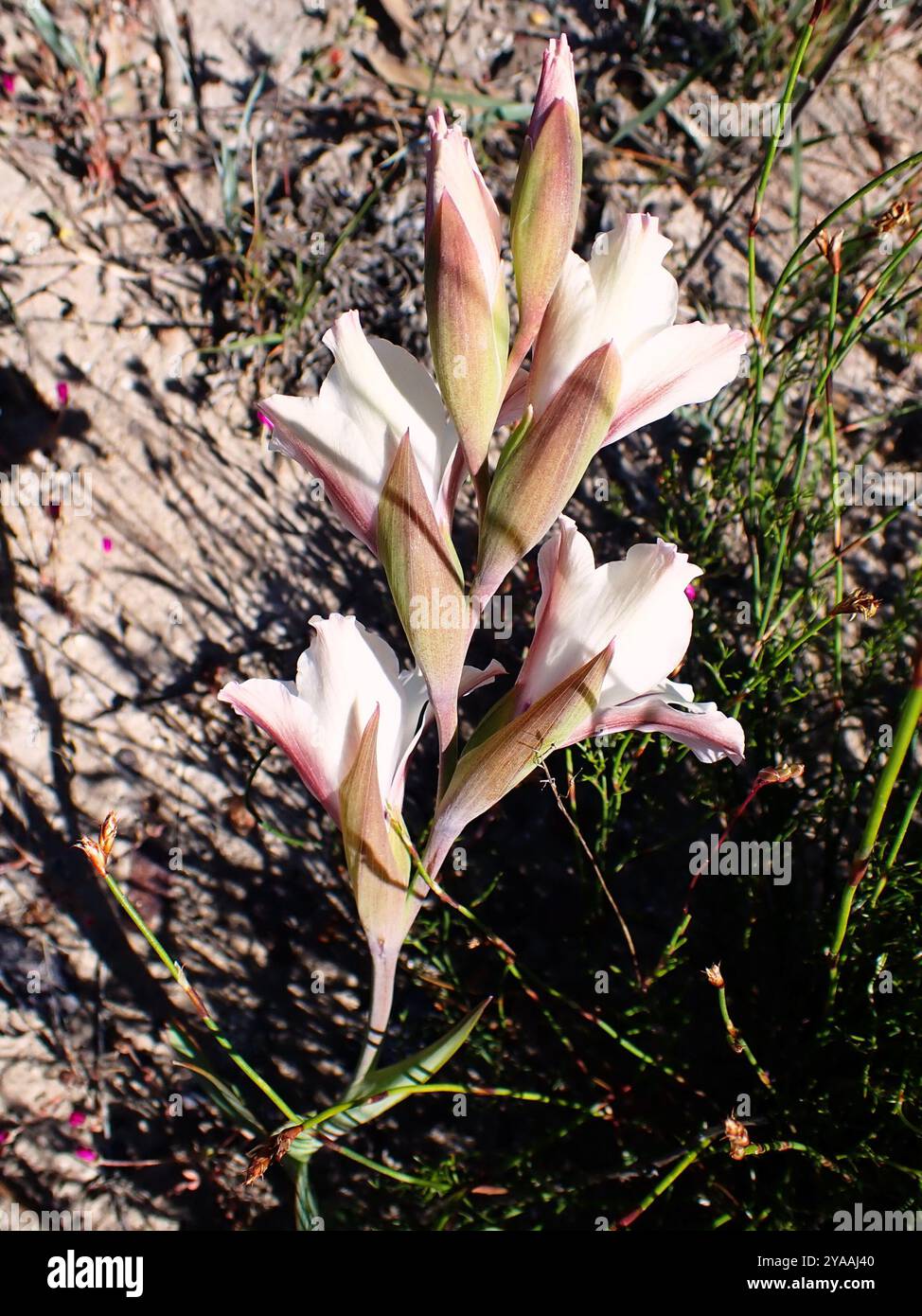 Common Swordlily (Gladiolus floribundus) Plantae Stock Photo - Alamy