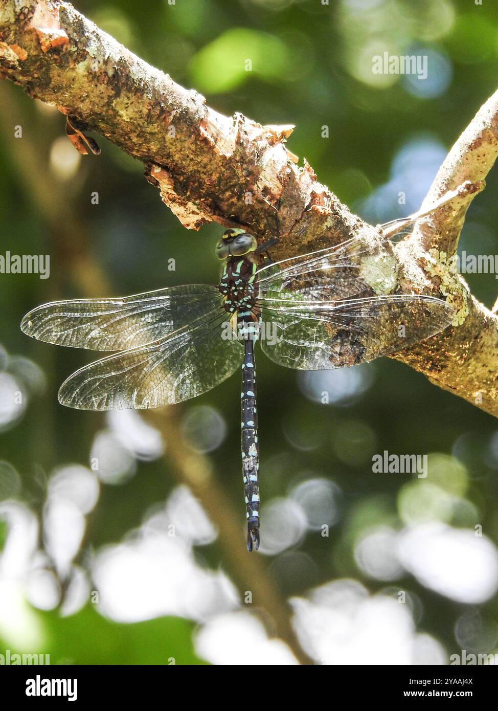 Hawkers and Typical Darners (Aeshna) Insecta Stock Photo - Alamy