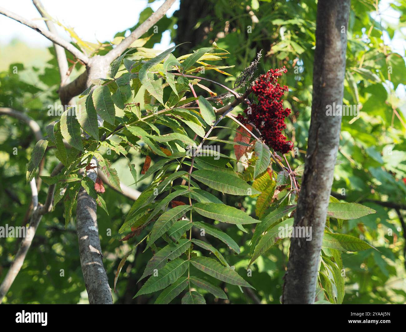 smooth sumac (Rhus glabra) Plantae Stock Photo - Alamy
