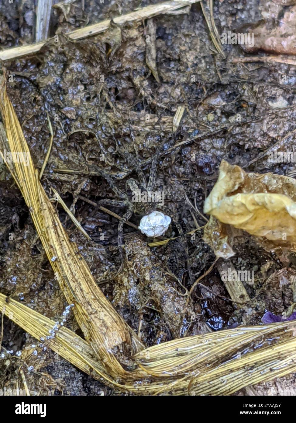 Wolf Spiders and Allies (Lycosoidea) Arachnida Stock Photo - Alamy