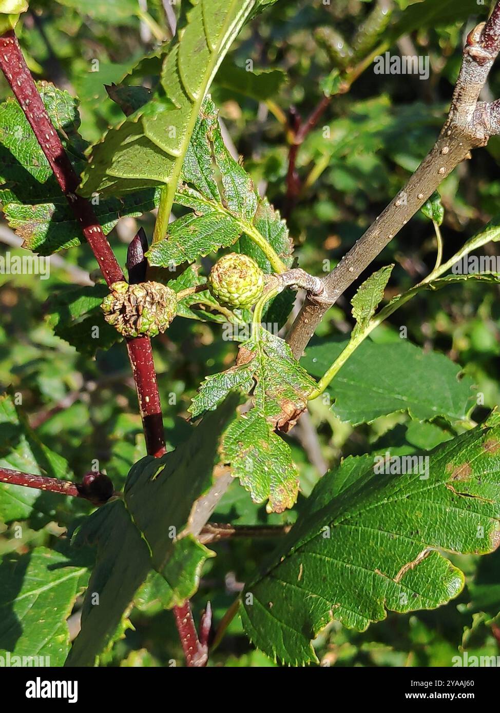 green alder (Alnus alnobetula) Plantae Stock Photo - Alamy