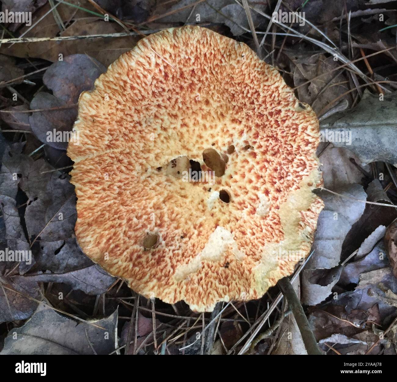 Painted Suillus (Suillus spraguei) Fungi Stock Photo - Alamy