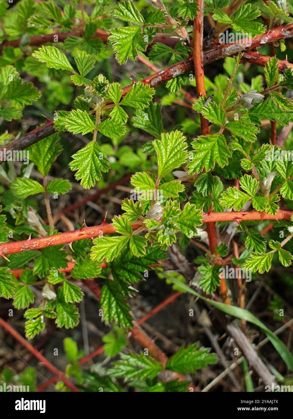 small-leaf bramble (Rubus parvifolius) Plantae Stock Photo - Alamy