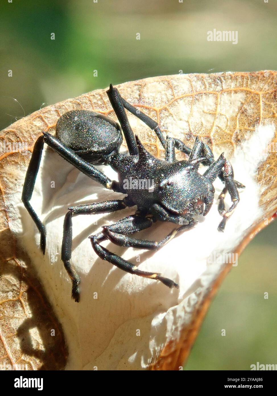 Turtle Ant-mimicking Crab Spider (Aphantochilus rogersi) Arachnida ...