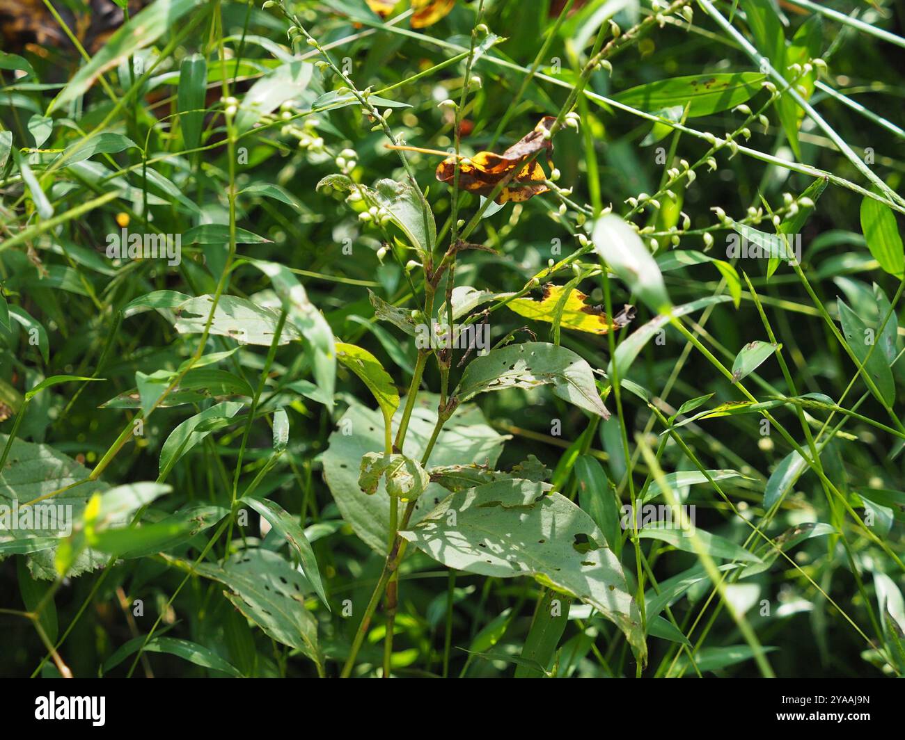 American jumpseed (Persicaria virginiana) Plantae Stock Photo - Alamy