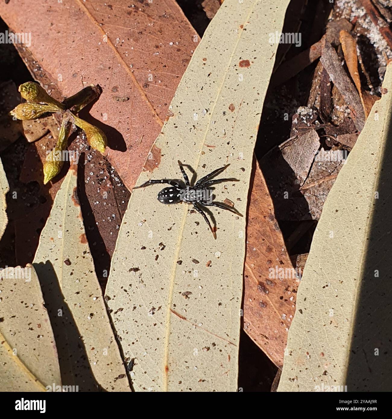 White-spotted Swift Spider (Nyssus albopunctatus) Arachnida Stock Photo ...