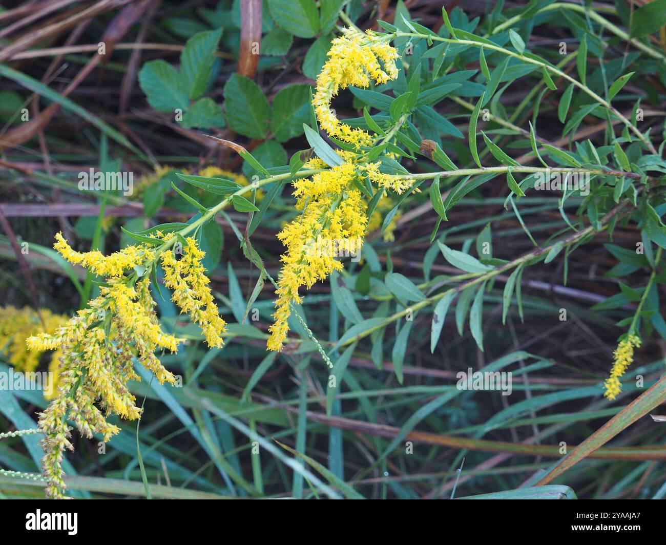 tall goldenrod (Solidago altissima) Plantae Stock Photo - Alamy