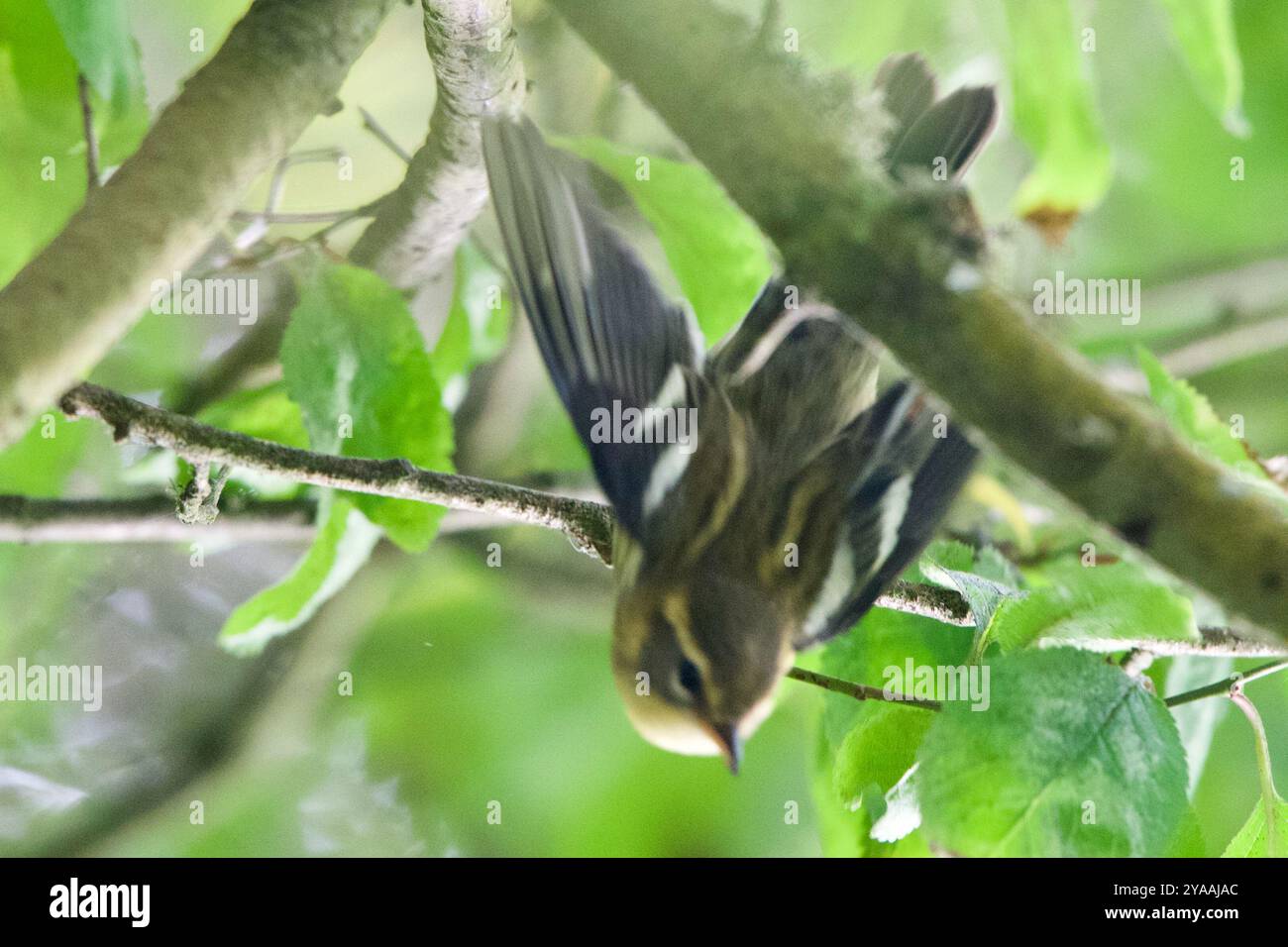 Blackburnian Warbler (Setophaga fusca) Aves Stock Photo - Alamy