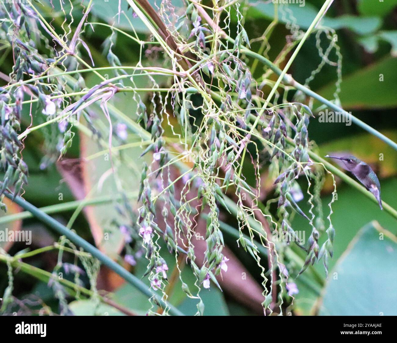 alligator flag (Thalia geniculata) Plantae Stock Photo - Alamy