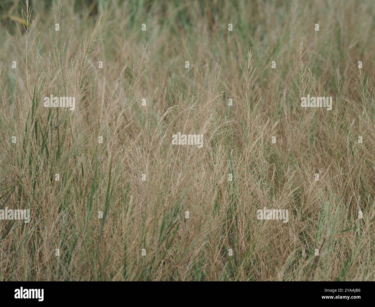 sprangletop (Diplachne fusca) Plantae Stock Photo - Alamy