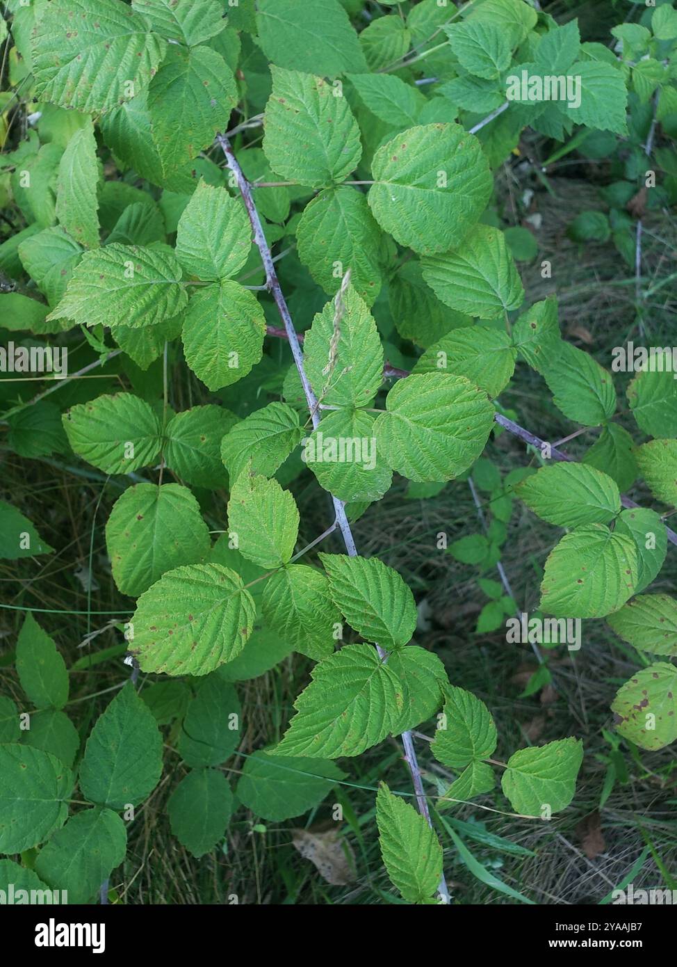 black raspberry (Rubus occidentalis) Plantae Stock Photo - Alamy