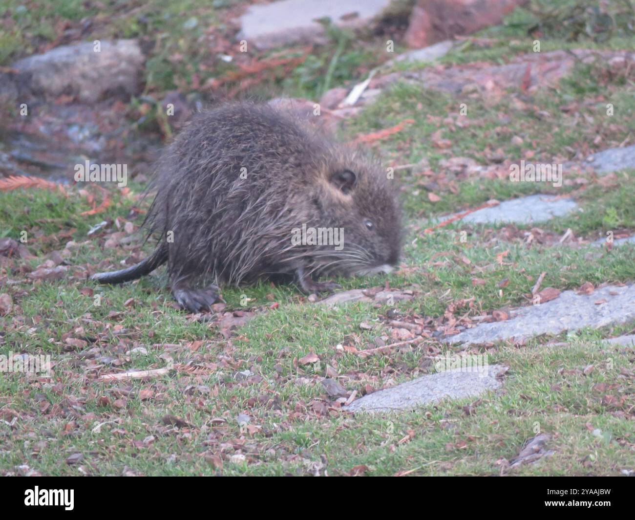 Coypu (Myocastor coypus) Mammalia Stock Photo - Alamy