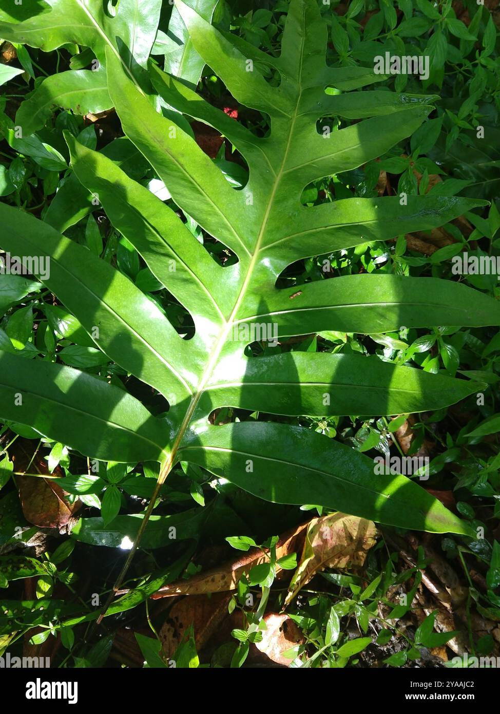 Musk Fern (Microsorum grossum) Plantae Stock Photo - Alamy