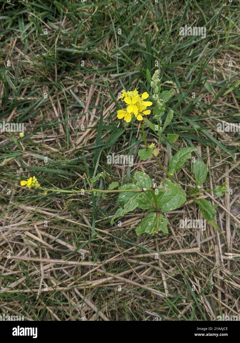 charlock (Mutarda arvensis) Plantae Stock Photo - Alamy