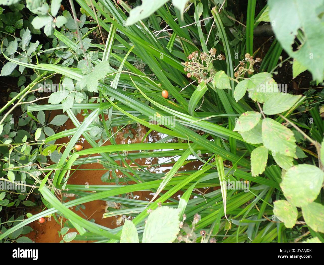 Hanging sedge (Carex pendula) Plantae Stock Photo - Alamy