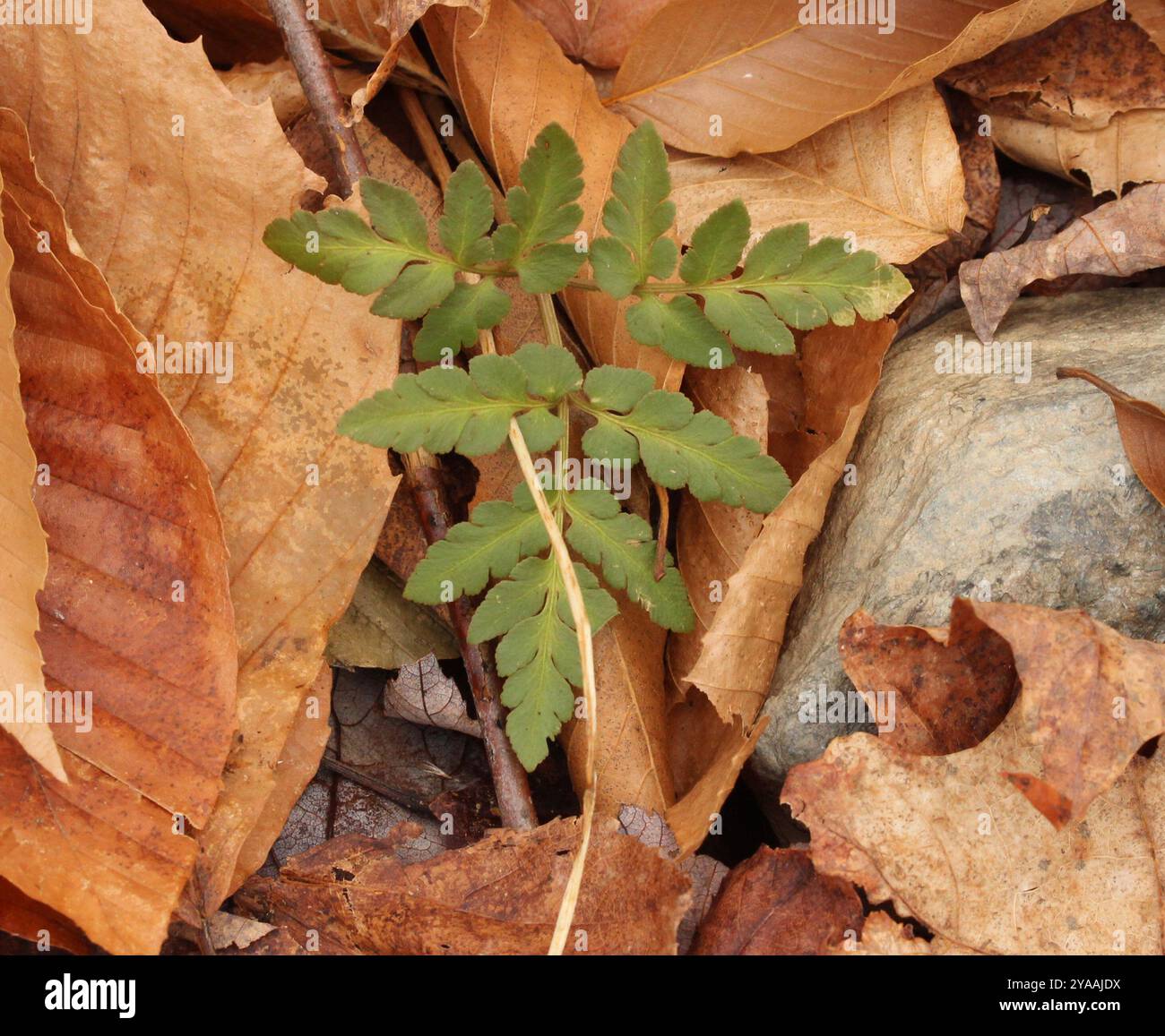 blunt-lobed grapefern (Sceptridium oneidense) Plantae Stock Photo - Alamy