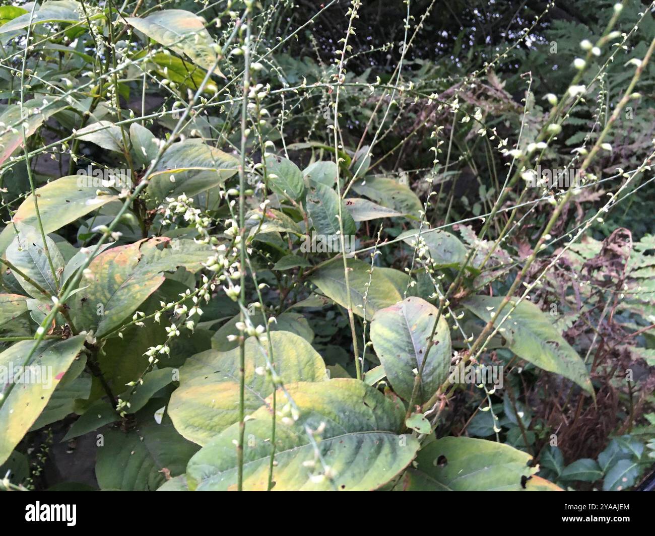 American jumpseed (Persicaria virginiana) Plantae Stock Photo - Alamy