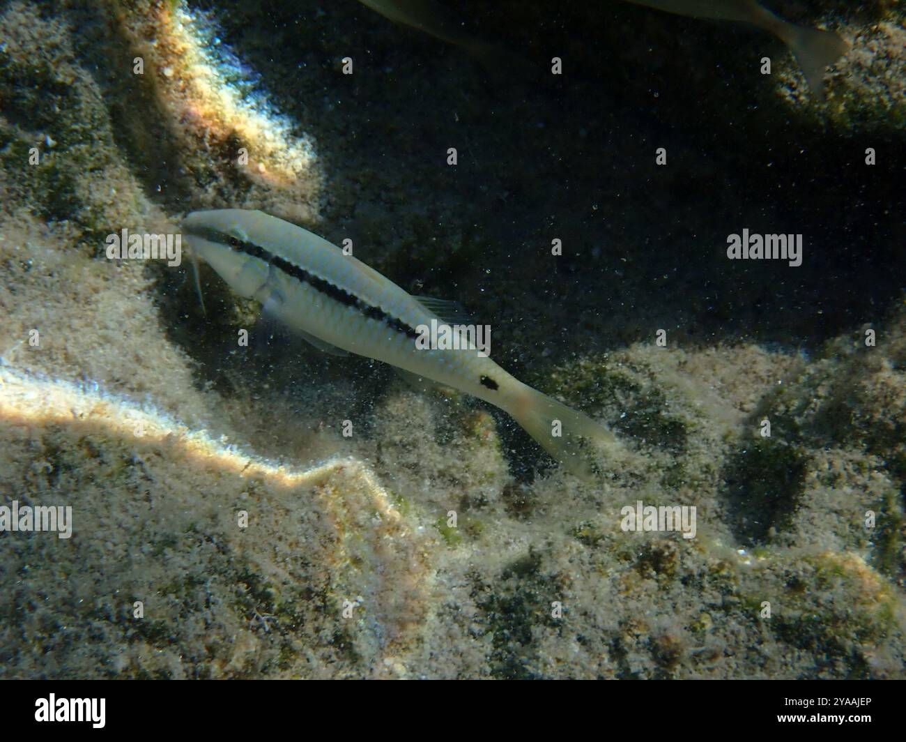 Red Sea Goatfish (Parupeneus forsskali) Actinopterygii Stock Photo - Alamy