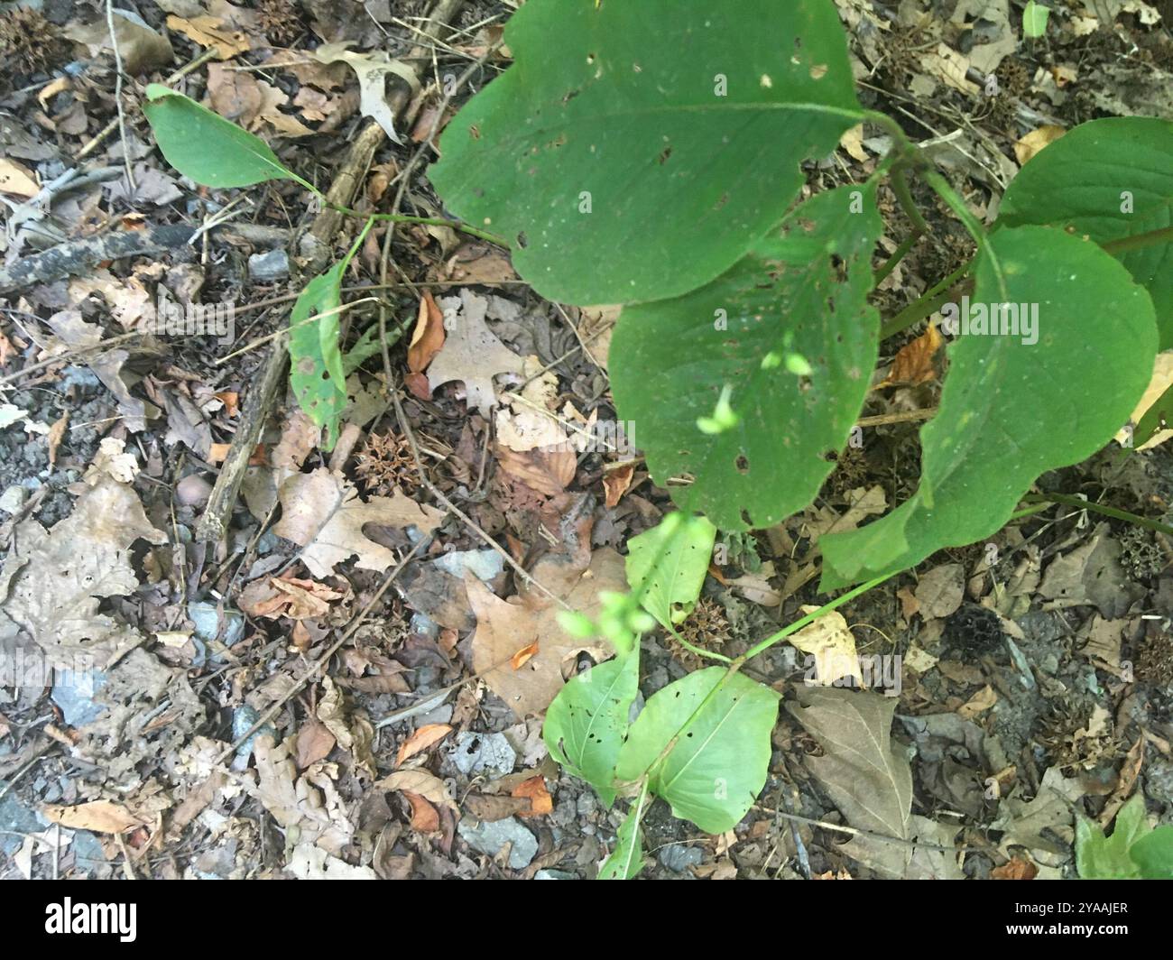 American jumpseed (Persicaria virginiana) Plantae Stock Photo - Alamy
