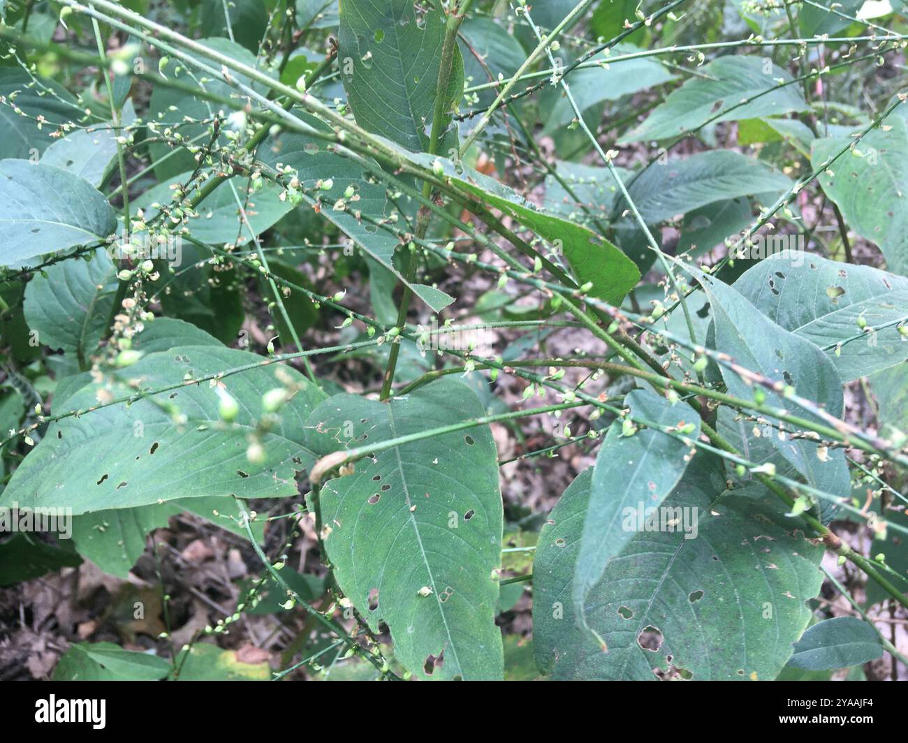 American jumpseed (Persicaria virginiana) Plantae Stock Photo - Alamy