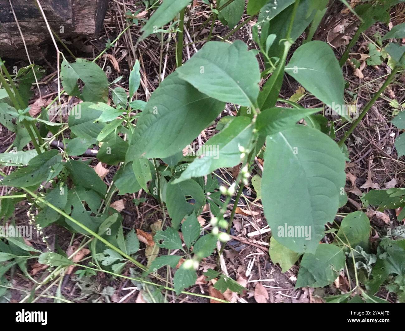 American jumpseed (Persicaria virginiana) Plantae Stock Photo - Alamy