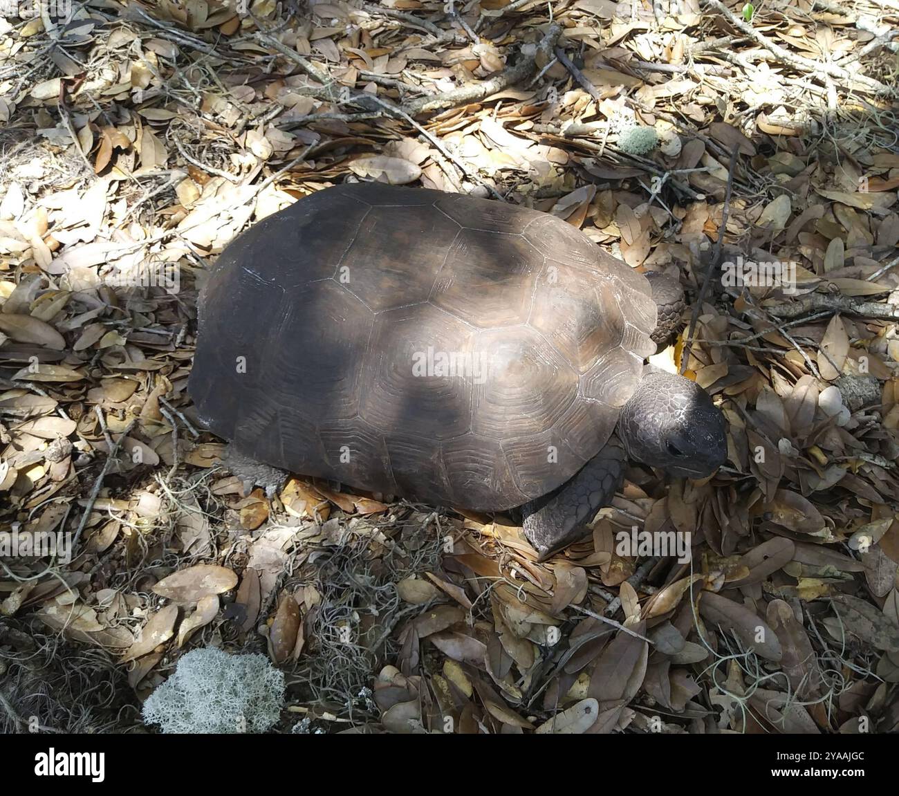 Gopher Tortoise (Gopherus polyphemus) Reptilia Stock Photo - Alamy