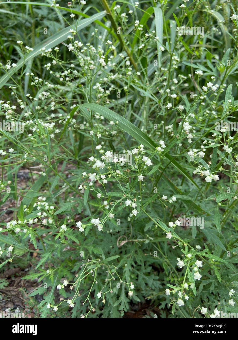 Santa Maria feverfew (Parthenium hysterophorus) Plantae Stock Photo - Alamy