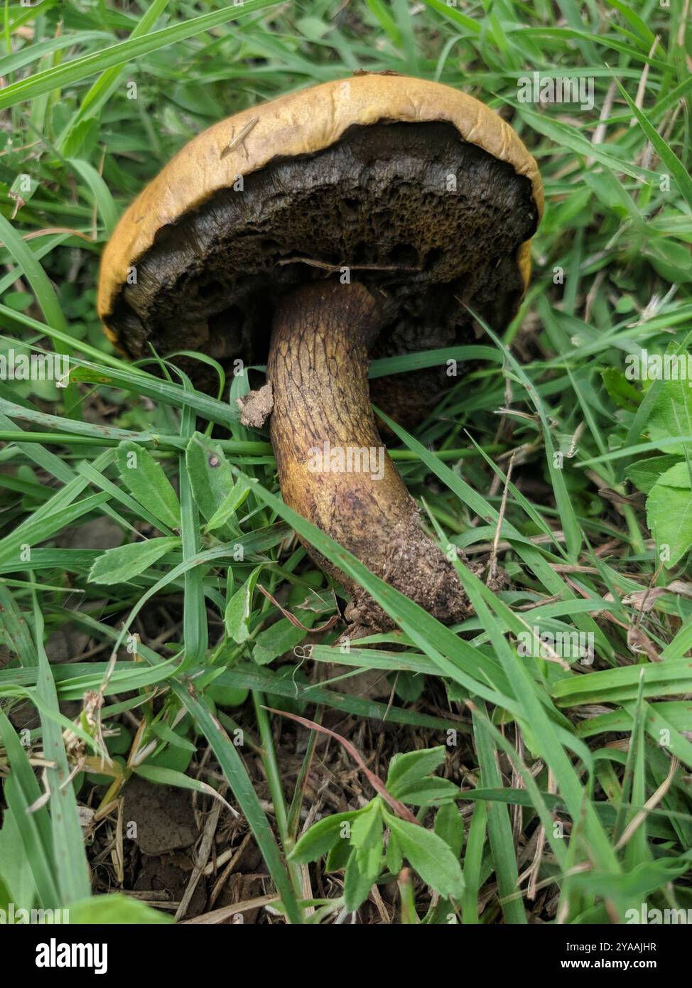 boletes (Boletaceae) Fungi Stock Photo - Alamy