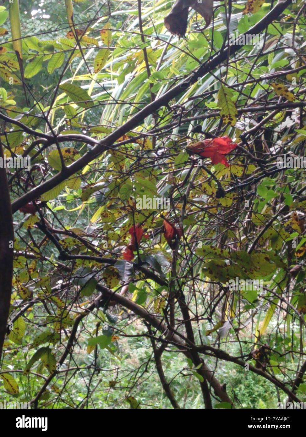 African tulip tree (Spathodea campanulata) Plantae Stock Photo - Alamy