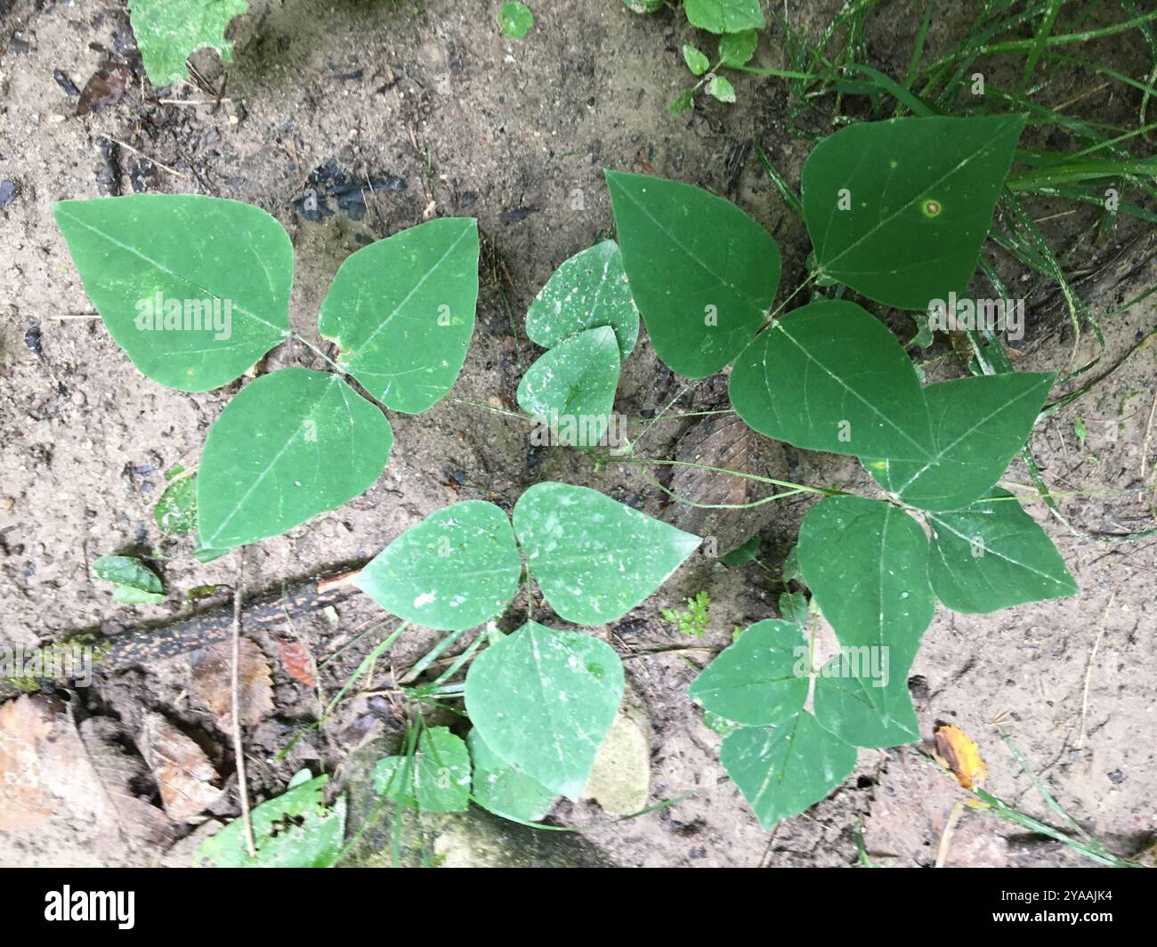 American hog-peanut (Amphicarpaea bracteata) Plantae Stock Photo - Alamy