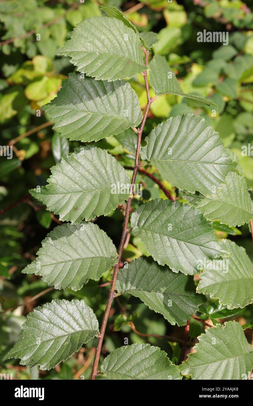 Wych Elm (Ulmus glabra) Plantae Stock Photo - Alamy