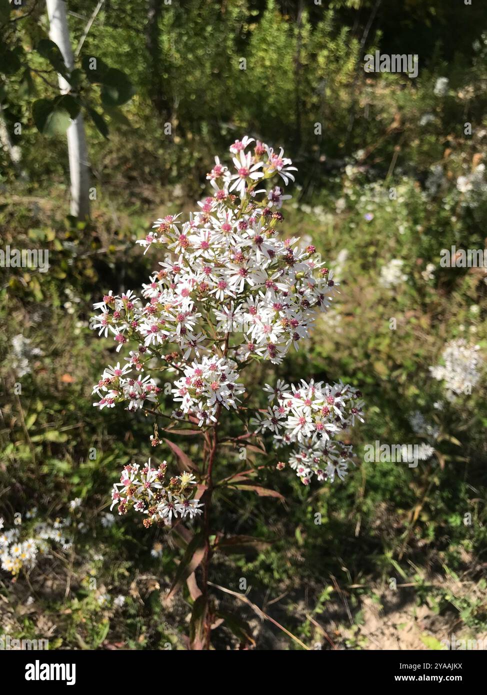 Arrow-leaved Aster (Symphyotrichum urophyllum) Plantae Stock Photo - Alamy