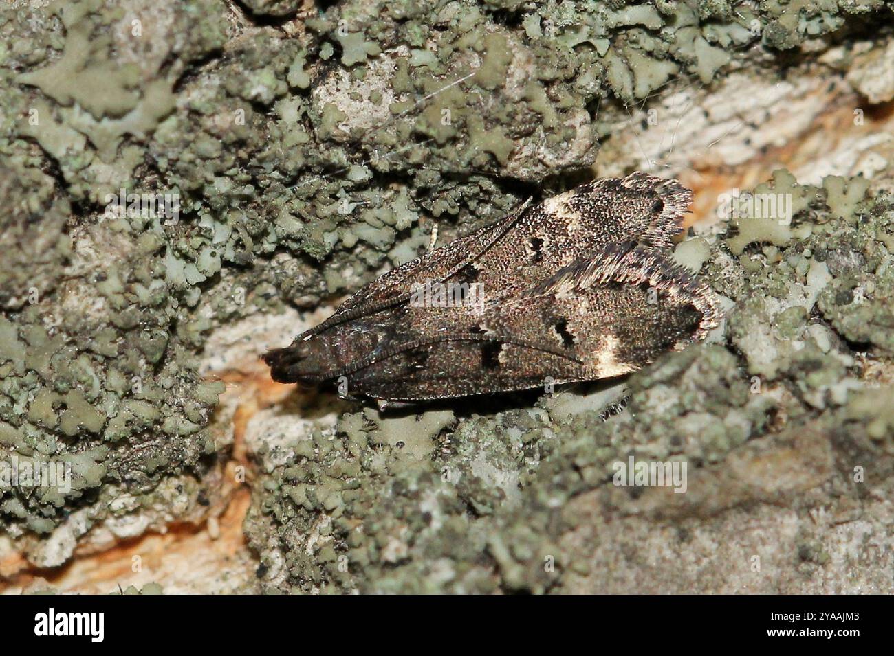 lichen crest (Dichomeris alacella) Insecta Stock Photo - Alamy