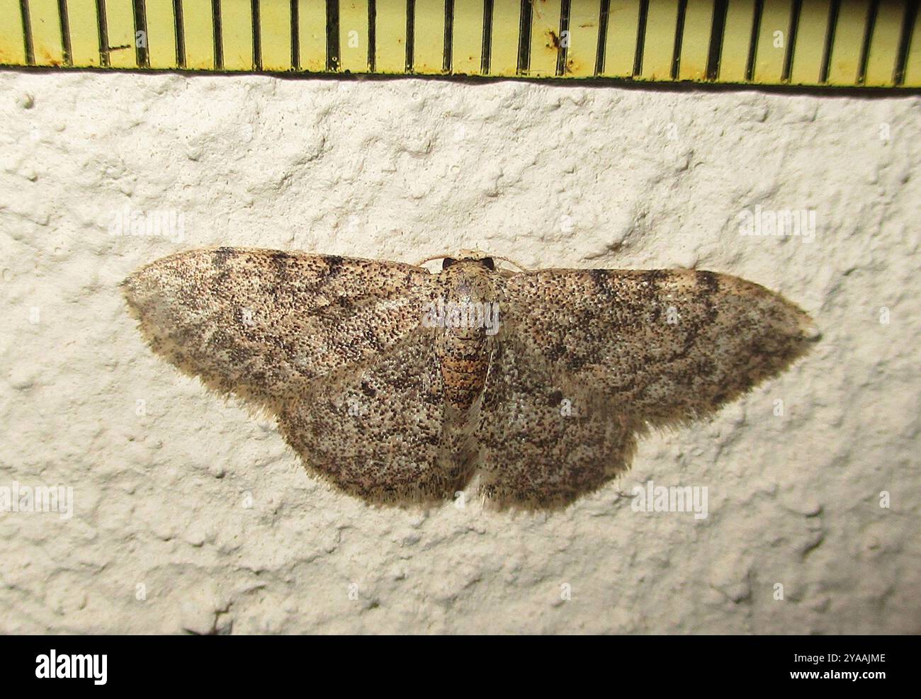 Geometer Moths (Geometridae) Insecta Stock Photo - Alamy
