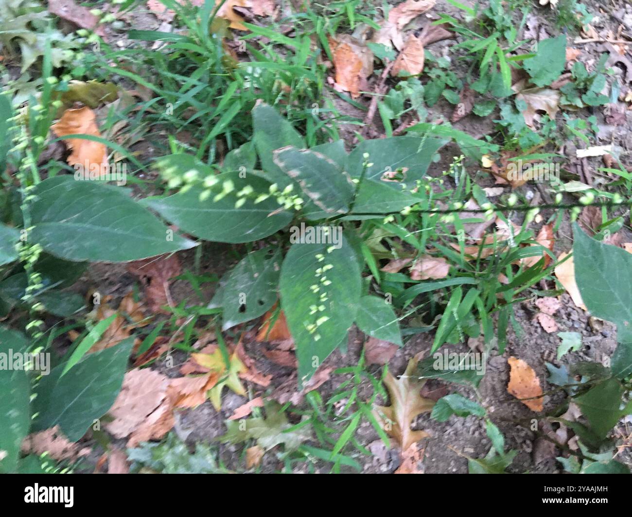 American jumpseed (Persicaria virginiana) Plantae Stock Photo - Alamy