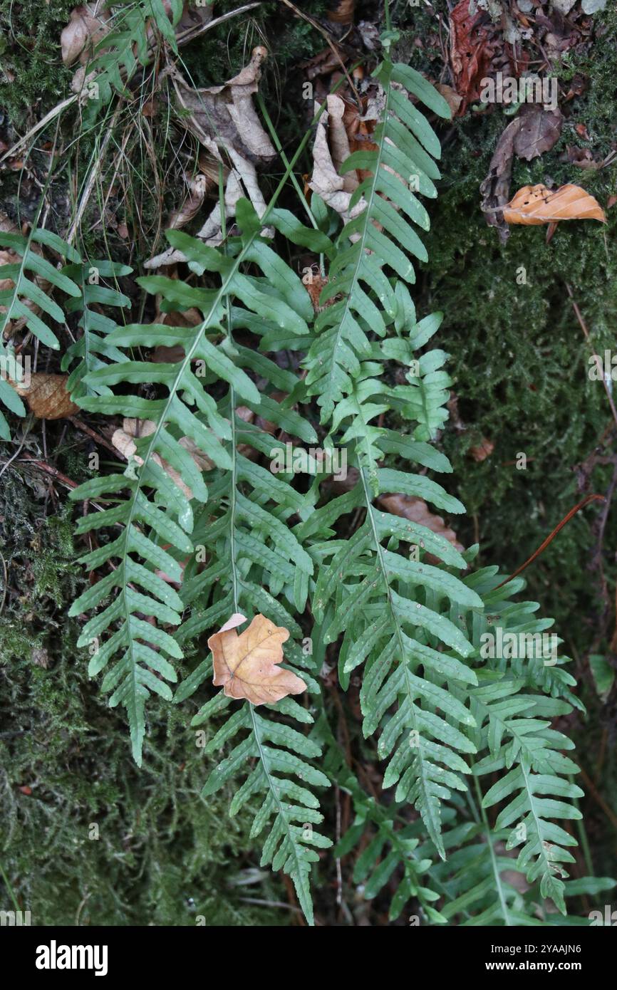 intermediate polypody (Polypodium interjectum) Plantae Stock Photo - Alamy