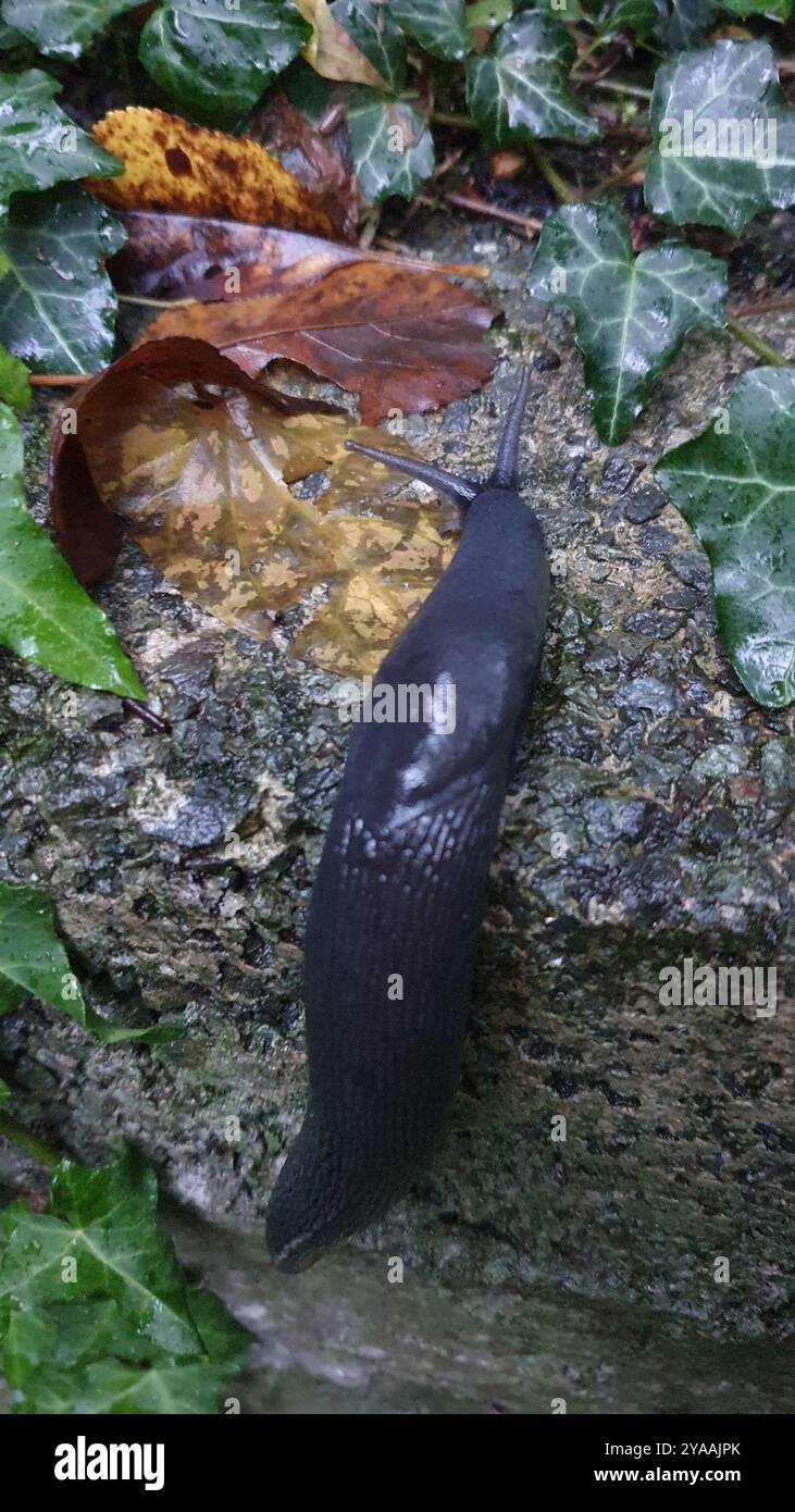 Ash-black Slug (Limax cinereoniger) Mollusca Stock Photo - Alamy