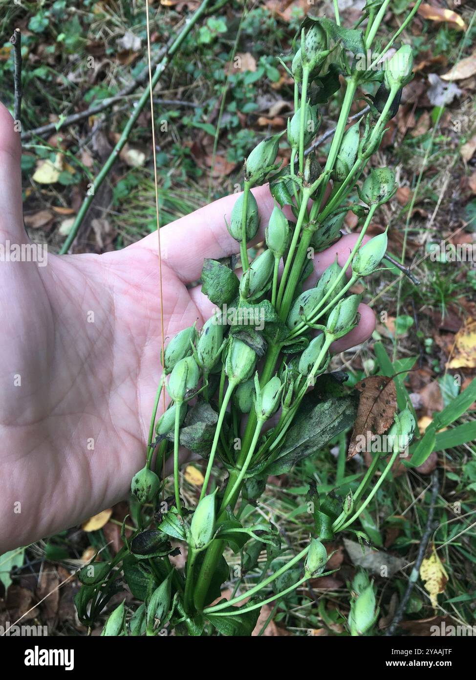 American columbo (Frasera caroliniensis) Plantae Stock Photo - Alamy