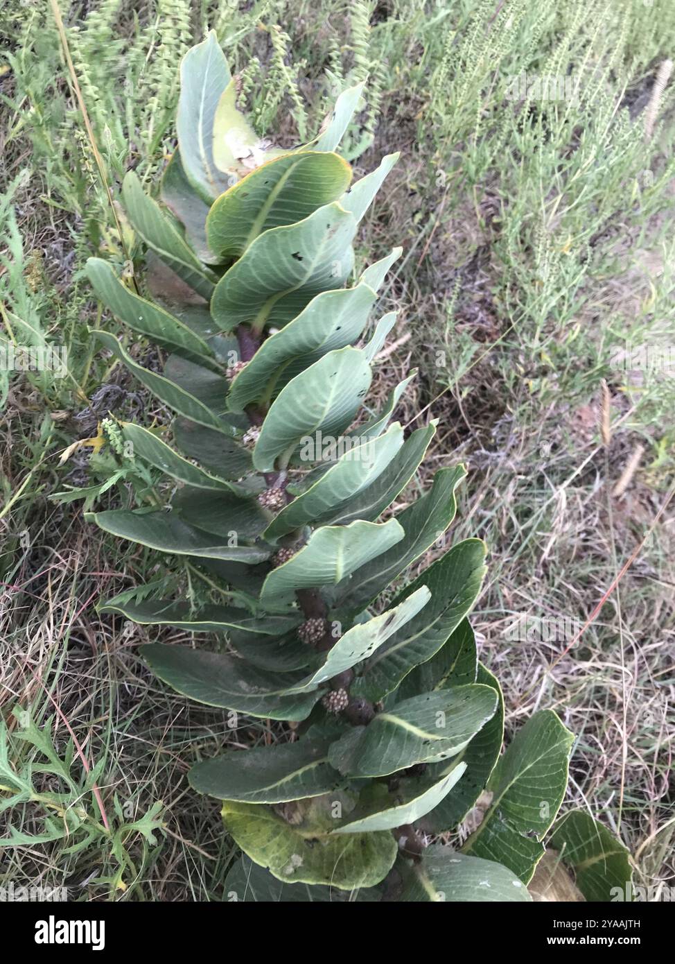 broadleaf milkweed (Asclepias latifolia) Plantae Stock Photo - Alamy