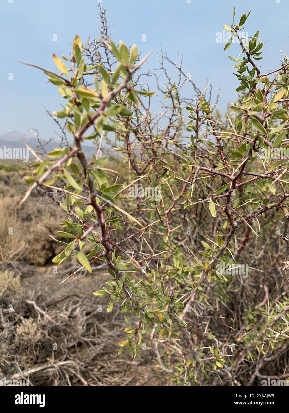 Desert Peach (Prunus andersonii) Plantae Stock Photo - Alamy